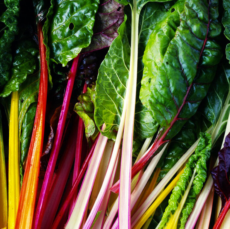 Rainbow Chard (4-pack) – Sigsbee Seedlings