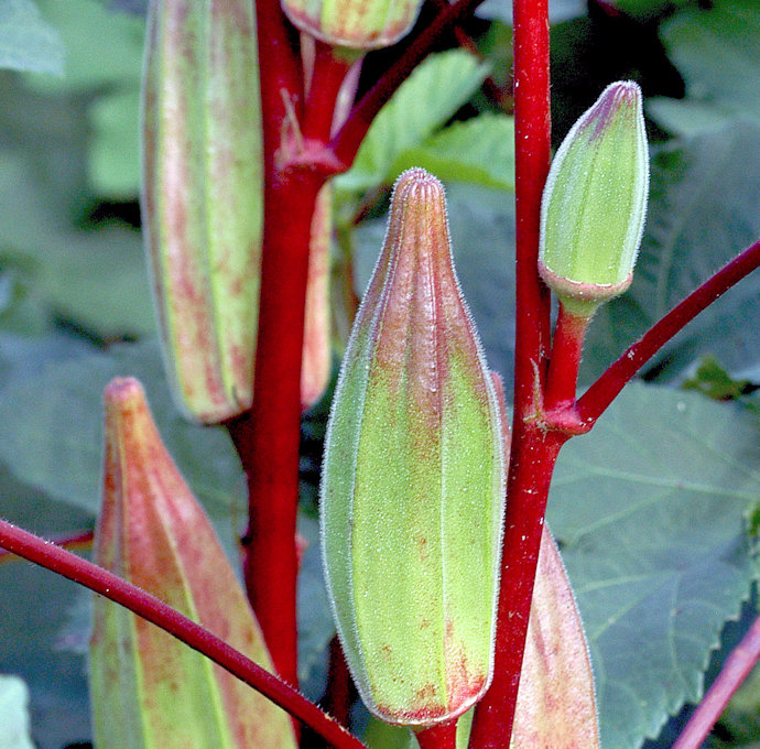 Hill Country Red – Sigsbee Seedlings